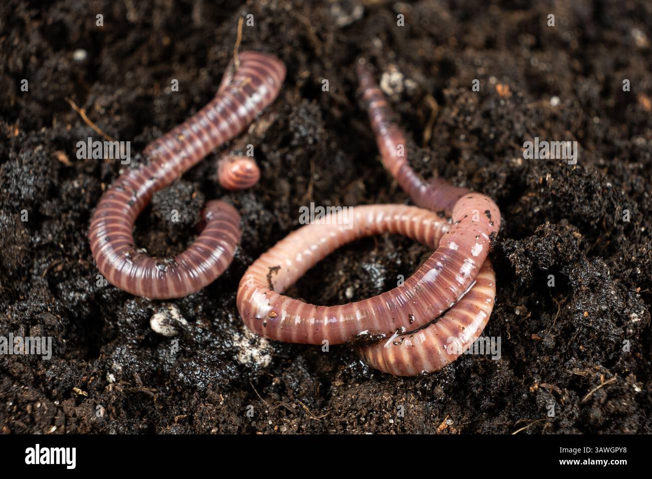Live bait earthworms ready fishing hi-res stock photography and images ...
