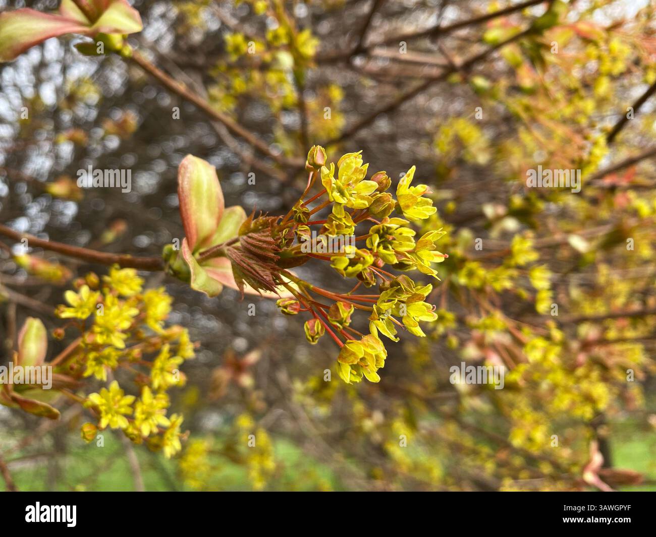 Yellow-Green Bloom of Acer Platanoides Tree Norway Maple Stock Photo ...
