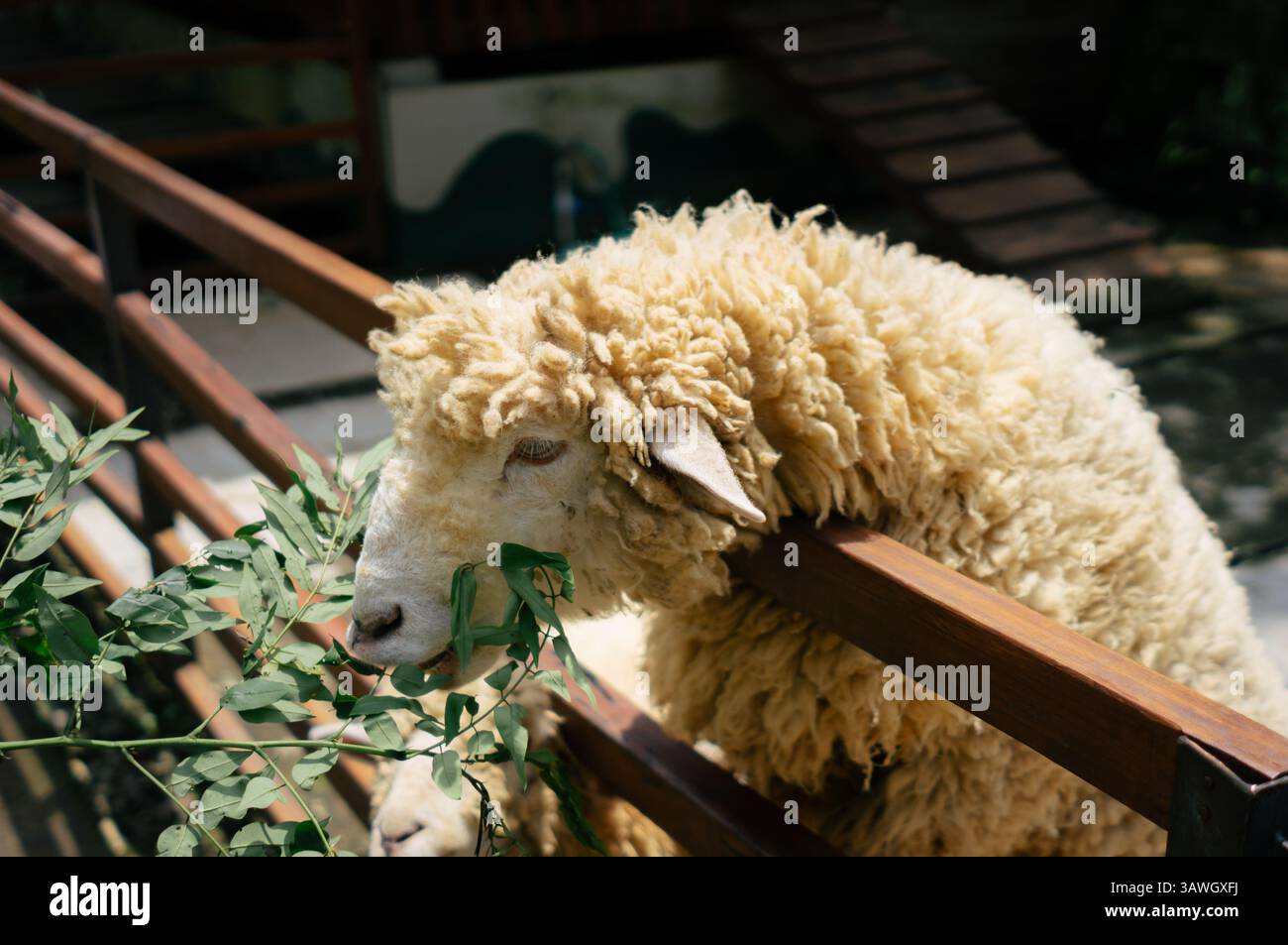 Merino sheep or Ovis aries eating grass at a clean wooden sheepfold ...