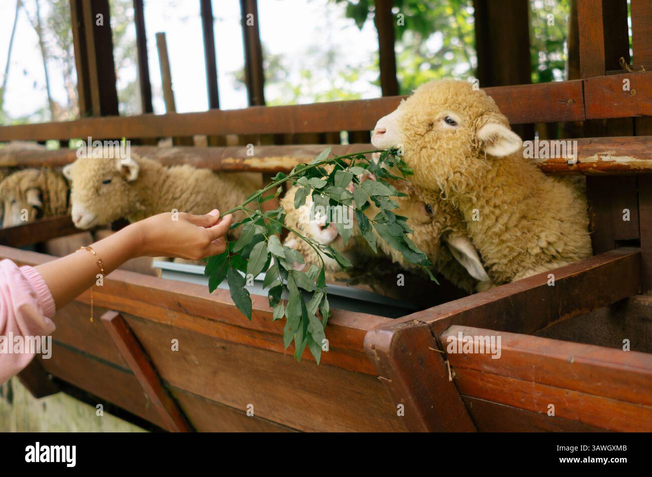 Merino sheep or Ovis aries eating grass at a clean wooden sheepfold ...
