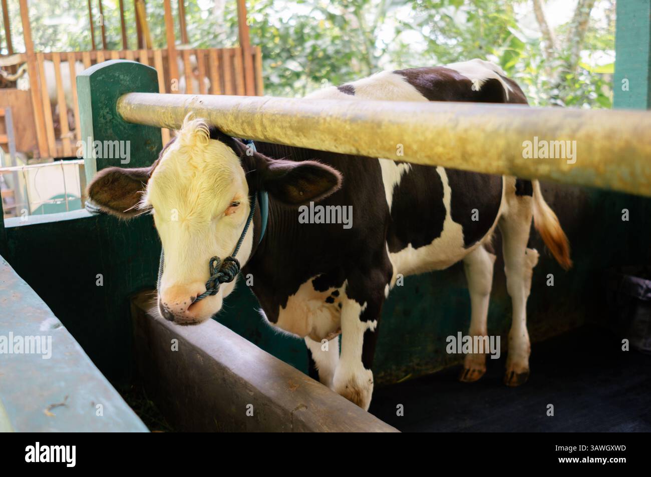 Domestic cow in pen on hi-res stock photography and images - Alamy