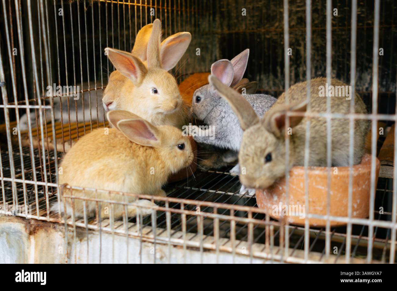 A group of bunny rabbits (Oryctolagus cuniculus) inside a cage in a ...