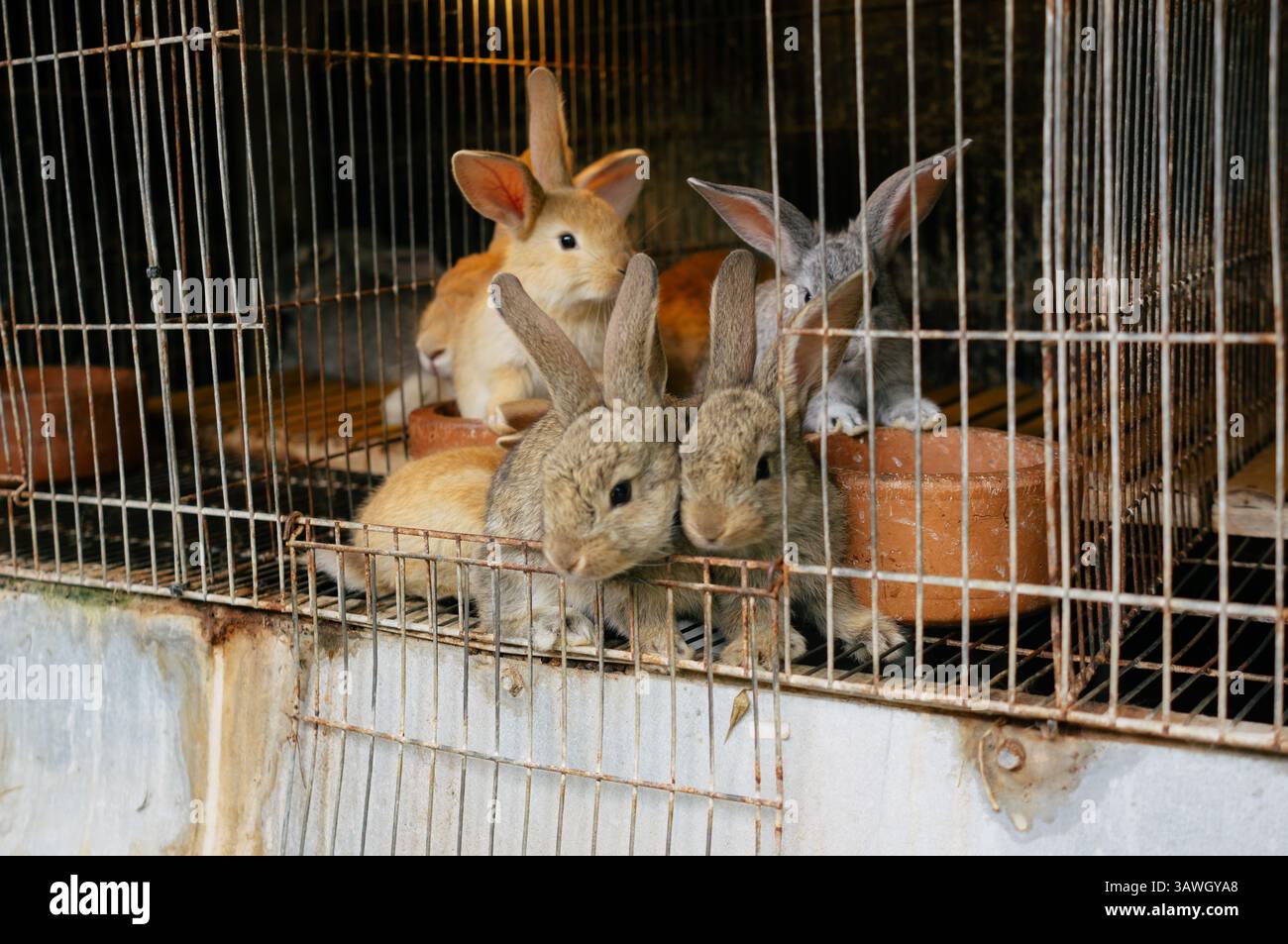 A group of bunny rabbits (Oryctolagus cuniculus) inside a cage in a ...