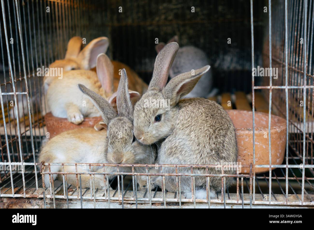 A group of bunny rabbits (Oryctolagus cuniculus) inside a cage in a ...