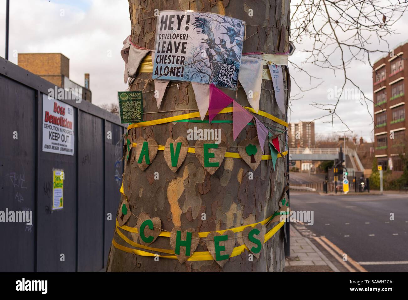 Placards on Chester, 150 year old London plane tree under threat of ...