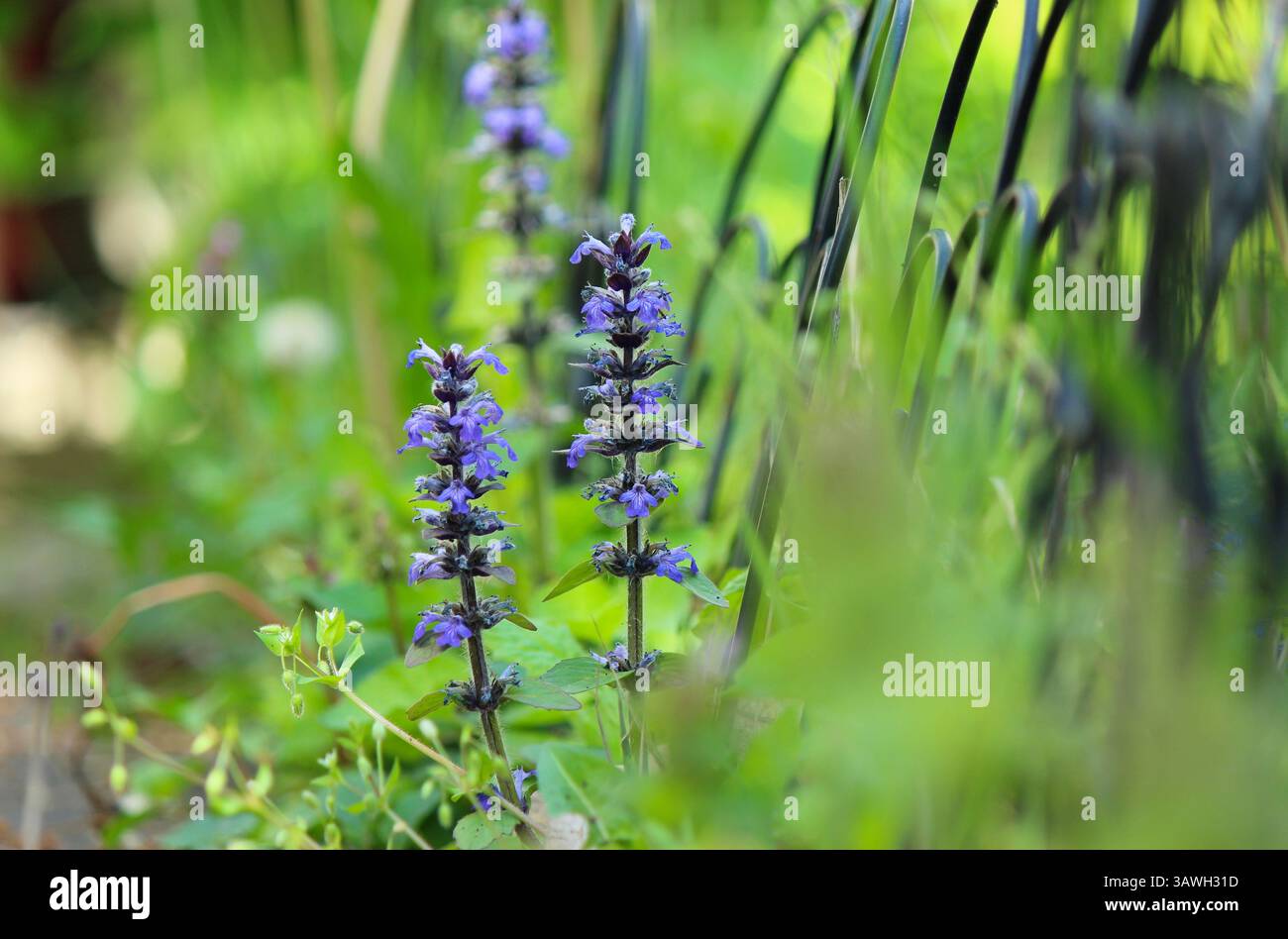 Bugle herb ajuga reptans hi-res stock photography and images - Alamy