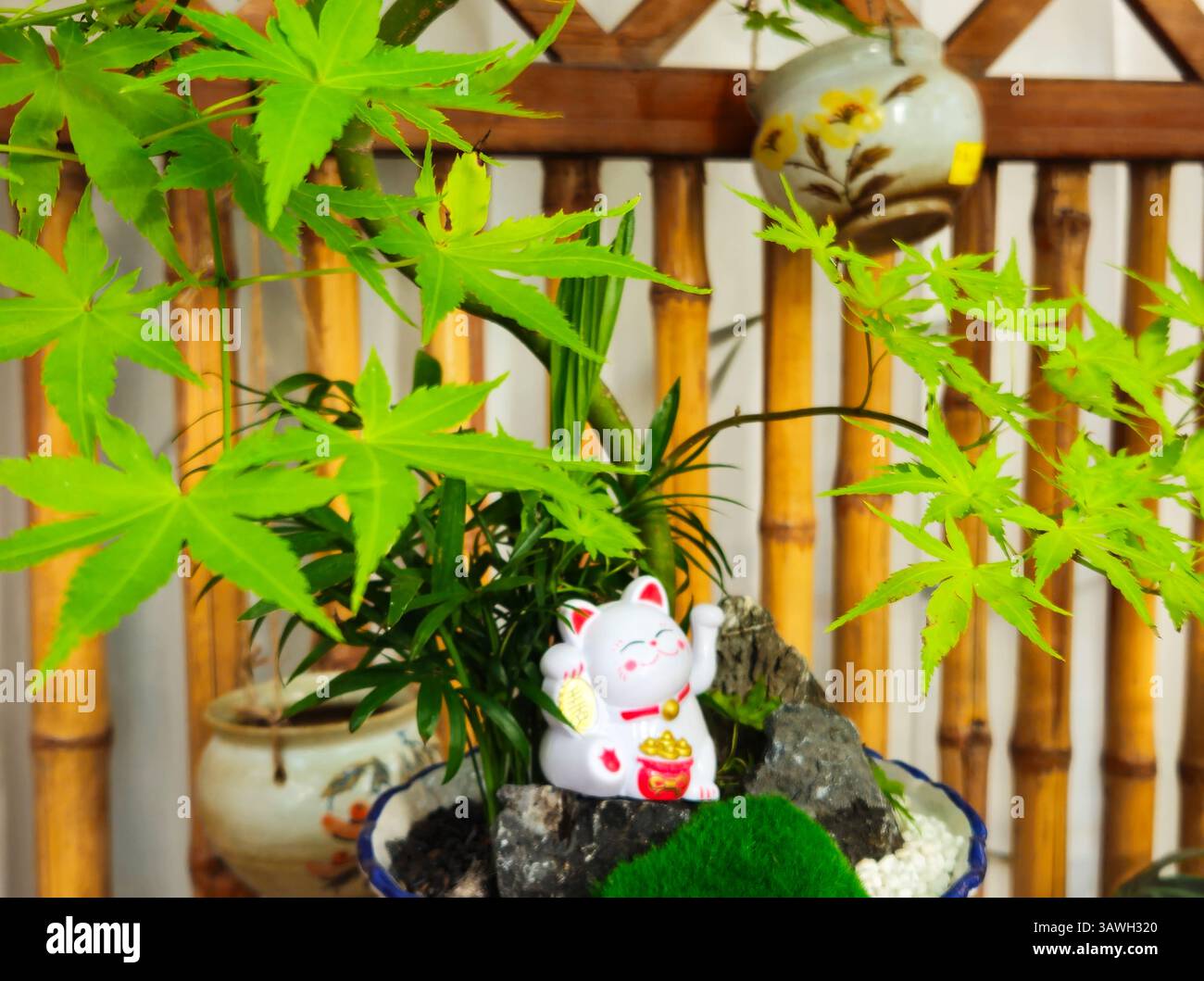 Weeping Japanese Maple (Acer palmatum Ryusen) Bonsai with Maneki Neko ...