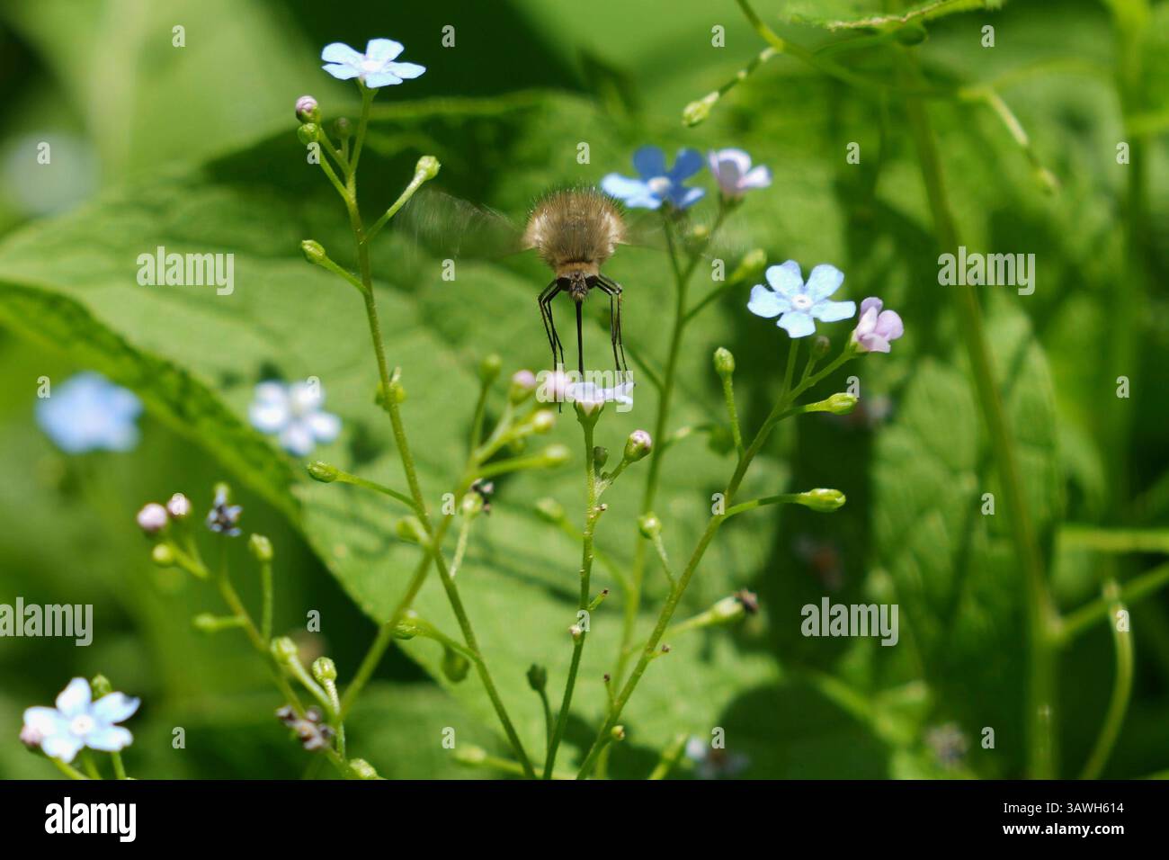 A bee searches for pollen on a flower during a sunny day in Belgrade ...