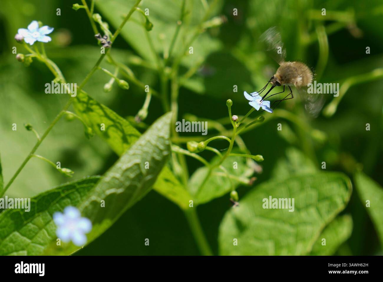 A bee searches for pollen on a flower during a sunny day in Belgrade ...