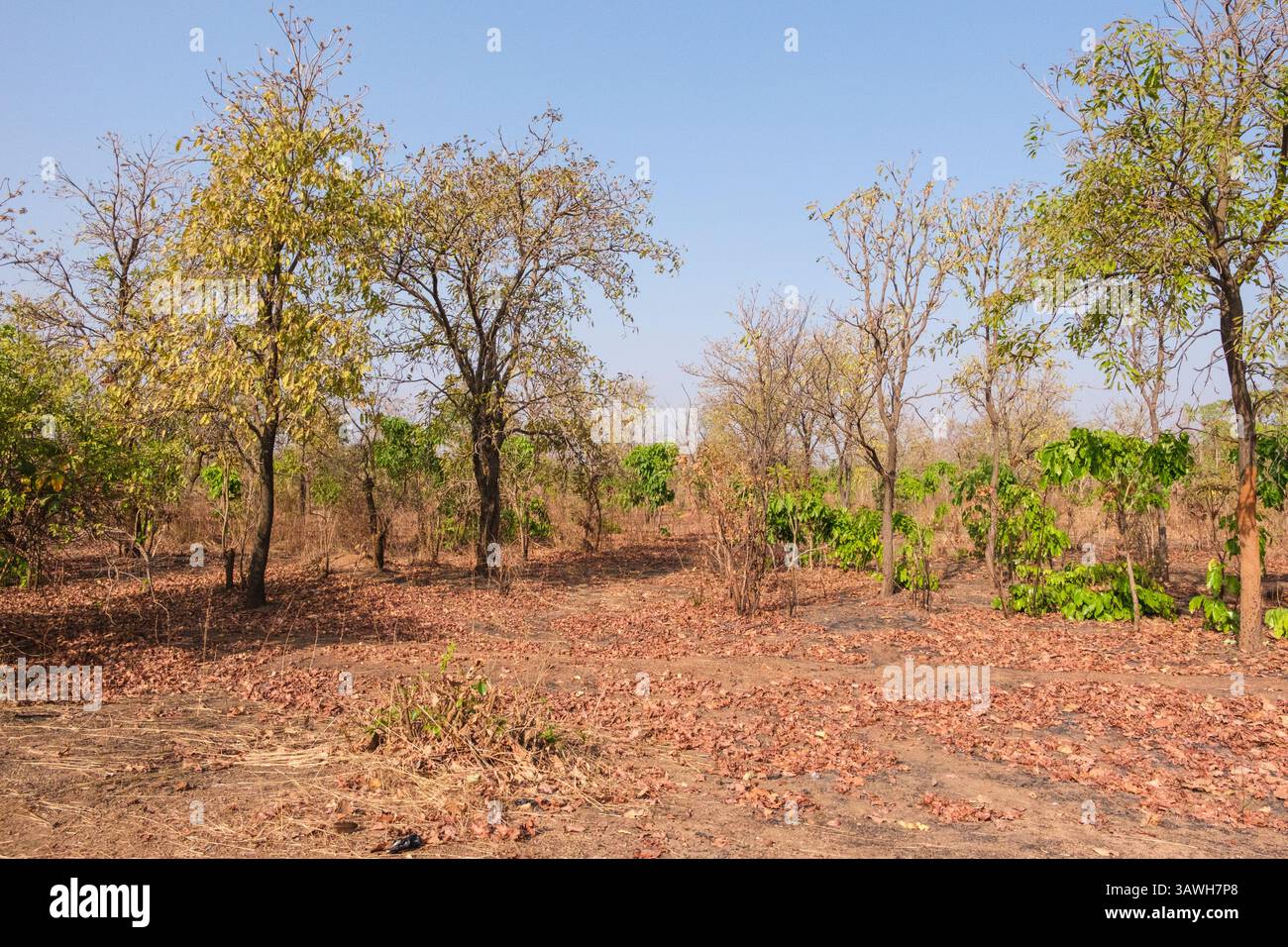 Ghana. Sahel Vegetation in January, south of Bole, Northern Ghana Stock ...