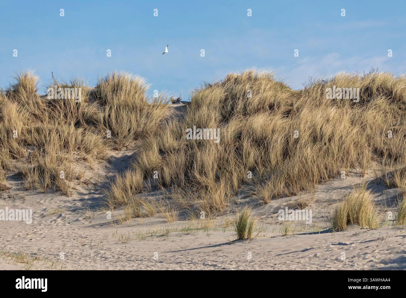 Sand dunes, Hoek van Holland, Rotterdam, The Netherlands Stock Photo ...