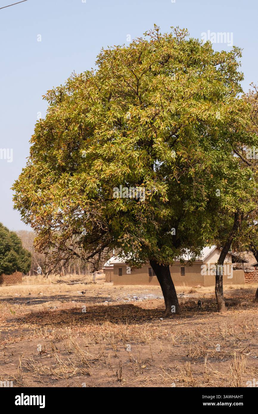 Ghana, Mognori. Shea Butter Production. Shea Butter Tree Stock Photo ...