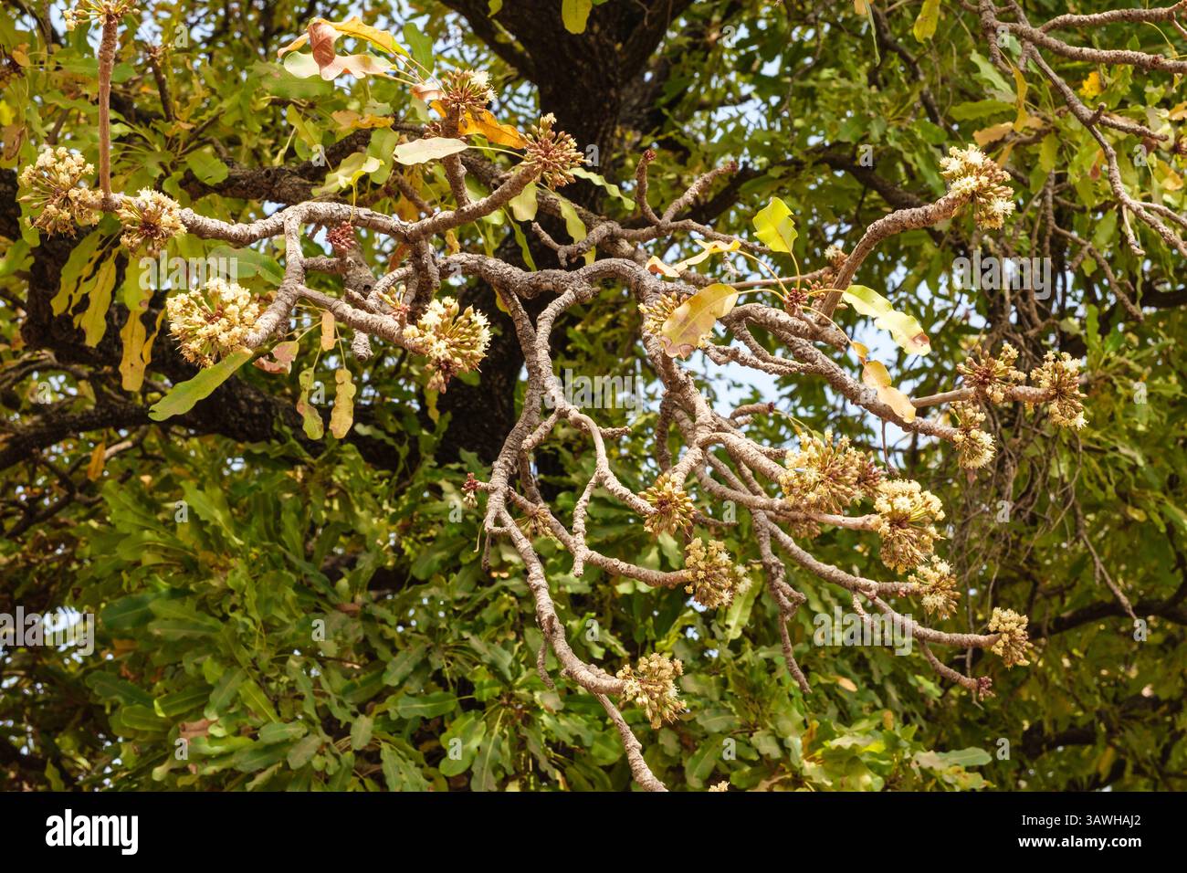 Ghana, Mognori. Shea Butter Production. Shea Butter Tree Buds Stock ...