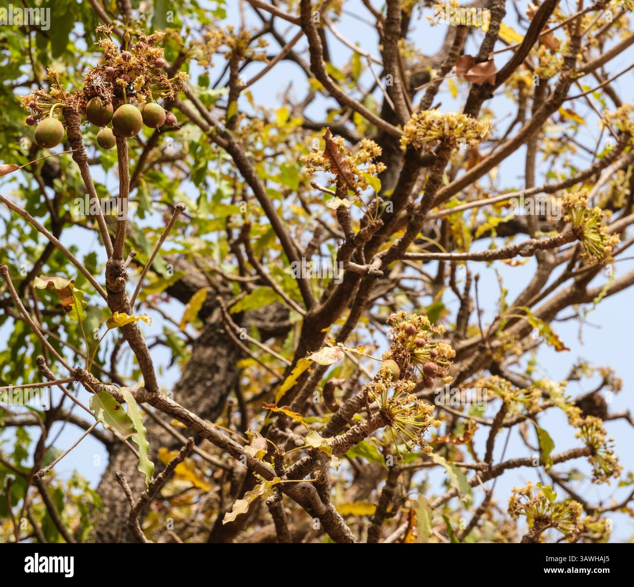 Ghana, Mognori. Shea Butter Production. Shea Butter Tree Buds and Young ...