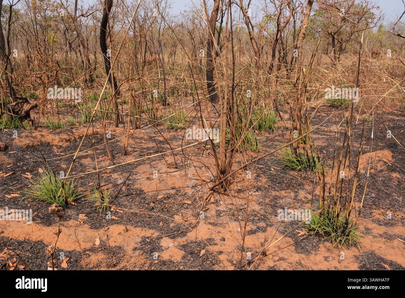 Ghana, New Growth on Sahel Terrain after Annual Controlled Burning Stock Photo - Alamy