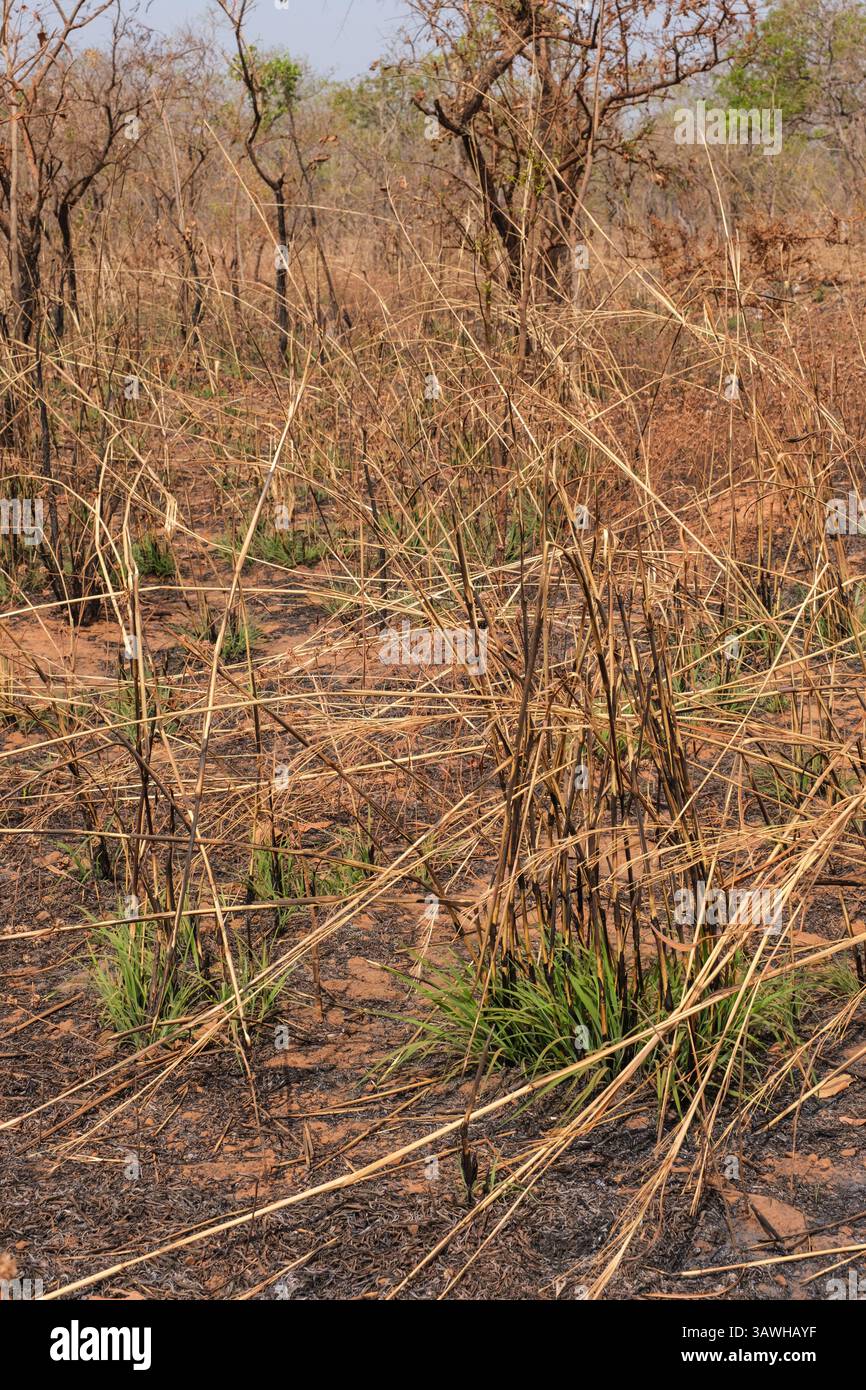 Ghana, New Growth on Sahel Terrain after Annual Controlled Burning Stock Photo - Alamy
