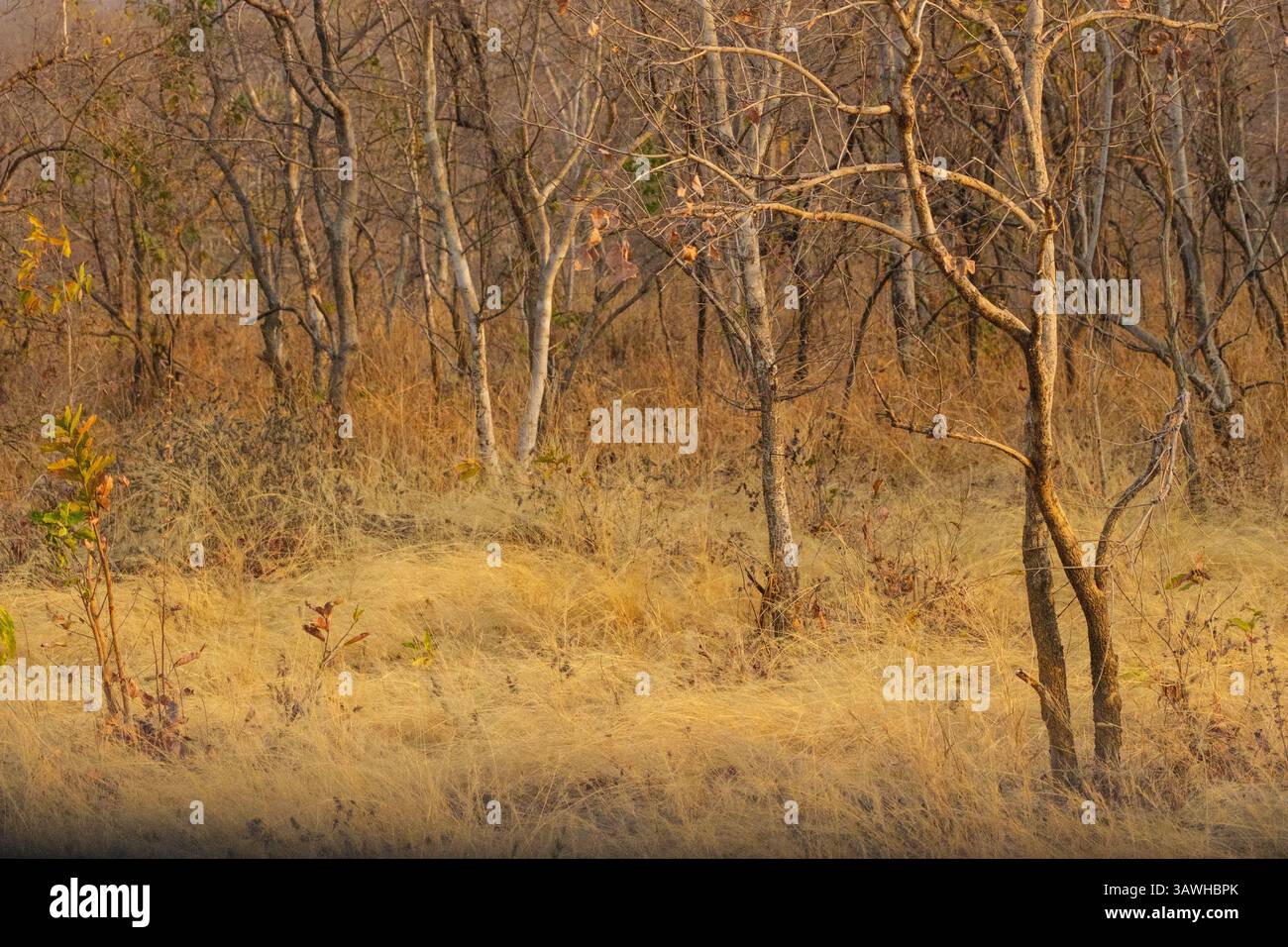 Ghana, Mole National Park. Sahel Dry Season Vegetation Stock Photo - Alamy