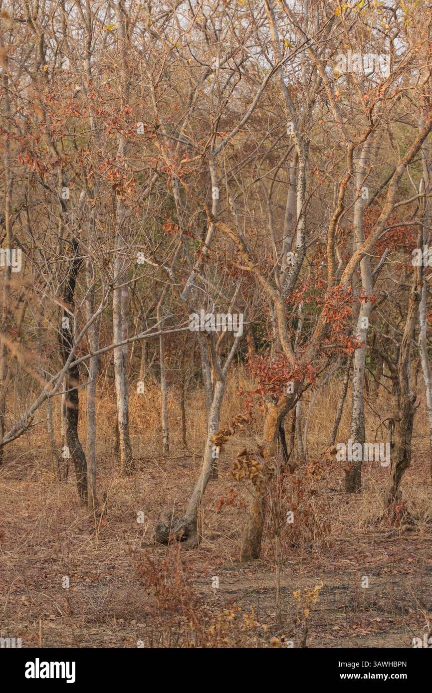 Ghana, Mole National Park. Sahel Dry Season Vegetation Stock Photo - Alamy