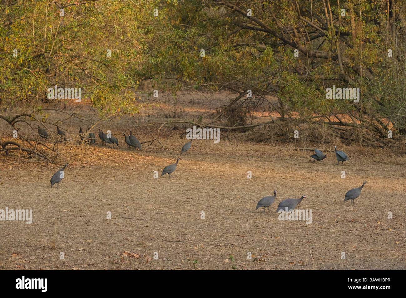 Ghana, Mole National Park. Guineafowl Foraging Stock Photo - Alamy