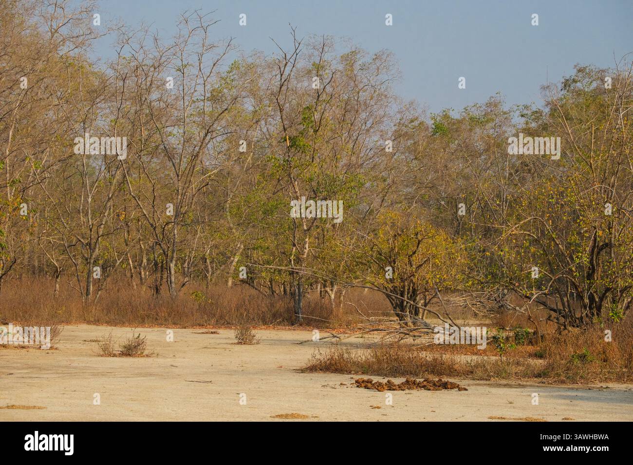 Ghana, Mole National Park. Dry Season Sahel Vegetation. Elephant Dung ...