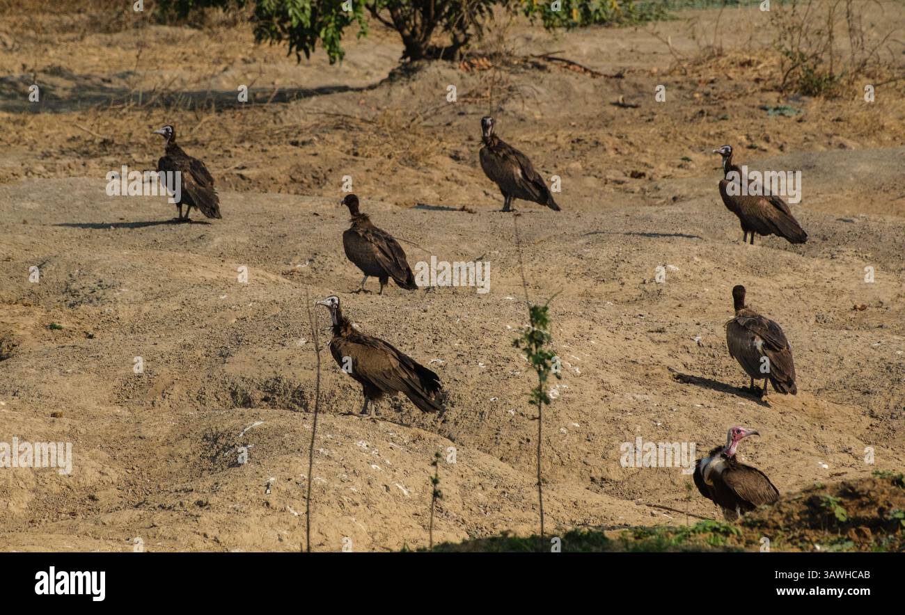 Ghana, Mole National Park. White-headed Vultures Stock Photo - Alamy