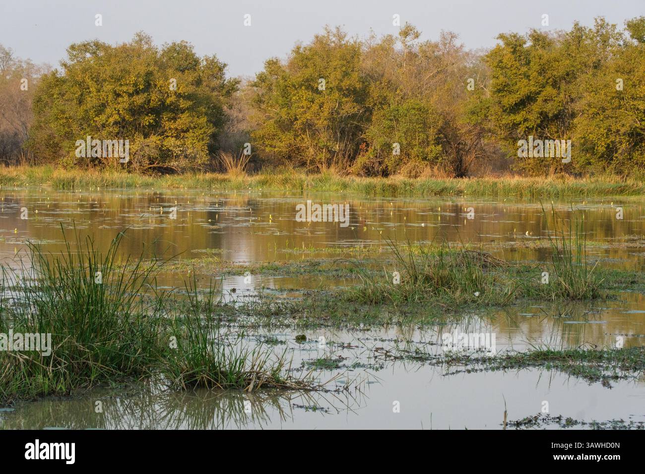Ghana, Mole National Park. Pond Stock Photo - Alamy