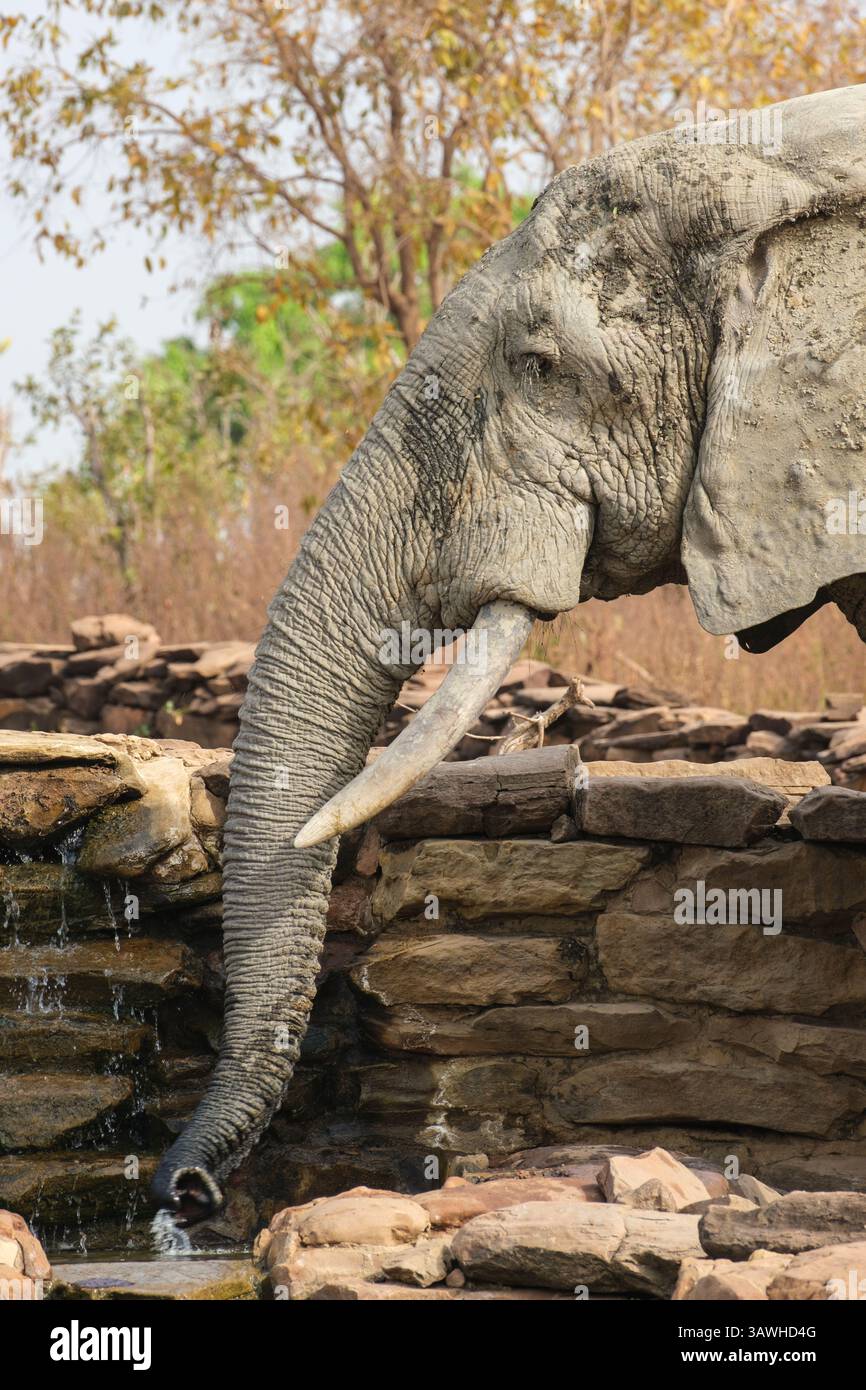 Ghana, Mole National Park. Elephant Drinking at Zaina Lodge Fountain ...