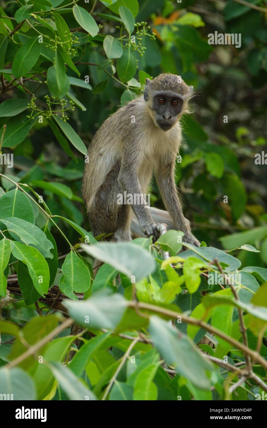 Ghana, Mole National Park. Green Monkey, Chlorocebus sabaeus Stock ...