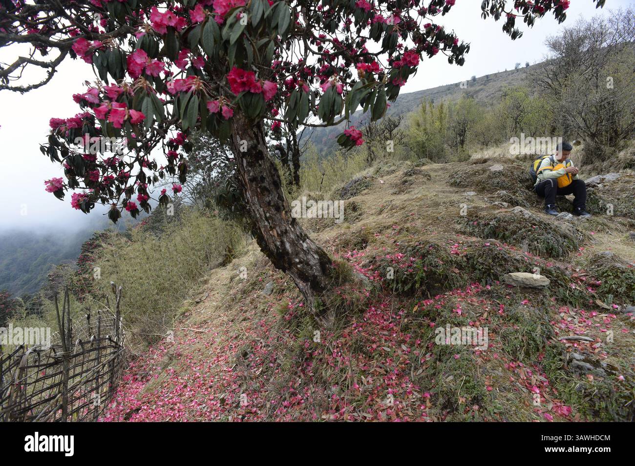 Rhododendron tree full of flowers Stock Photo - Alamy