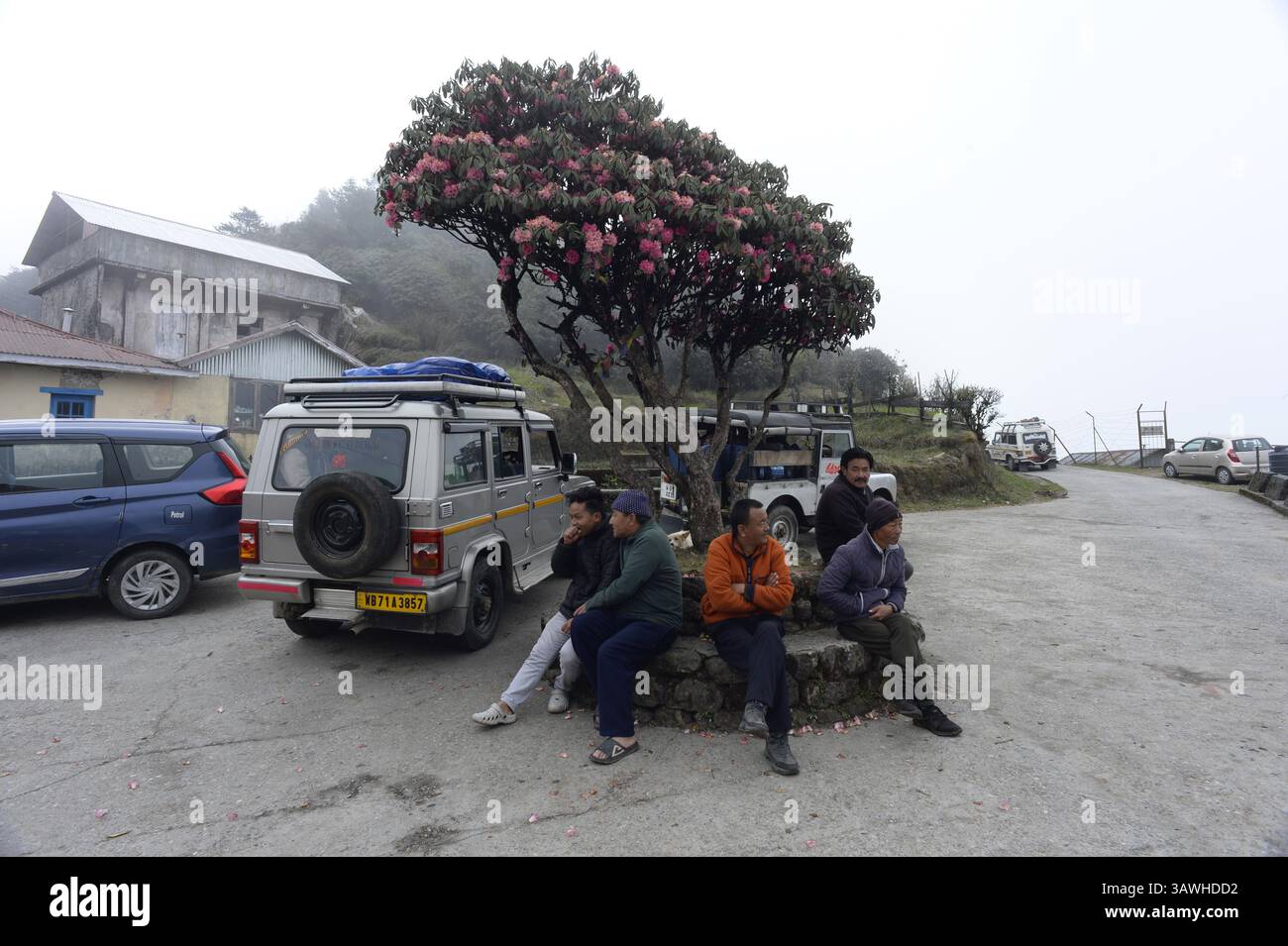 Men chat under a rhododendron tree in Chitrey in Darjeeling, West ...