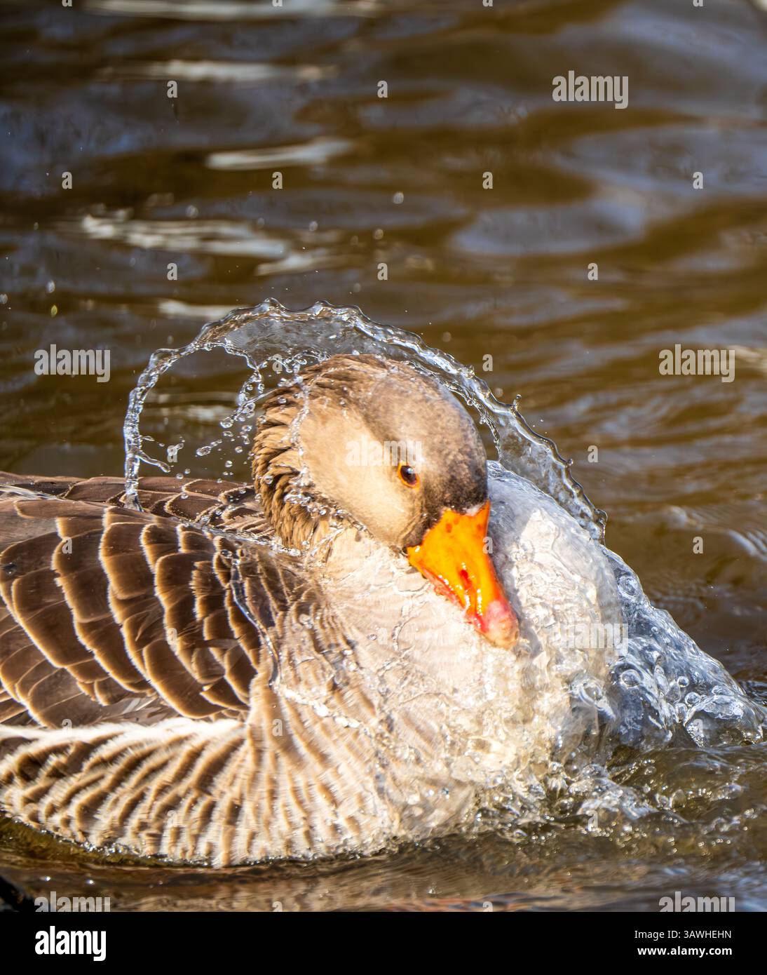 Mottled feathers display hi-res stock photography and images - Alamy