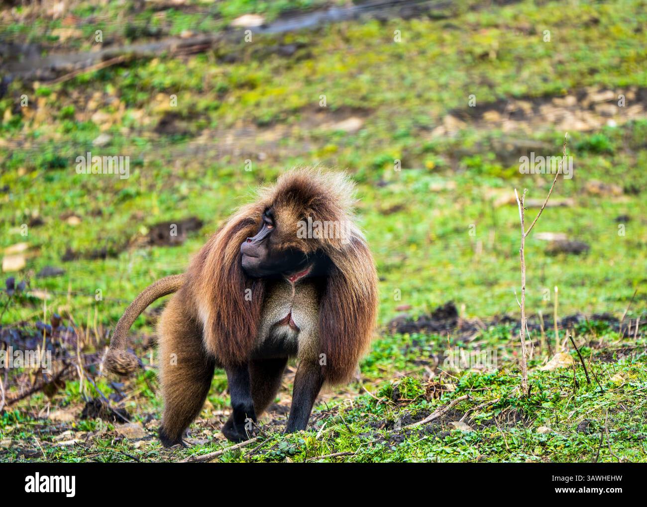 Patch gras hi-res stock photography and images - Alamy