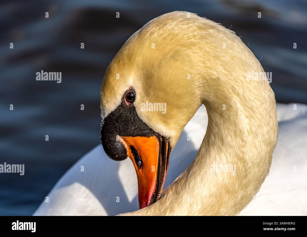A graceful mute swan (Cygnus olor) tucks its elegant neck, revealing ...