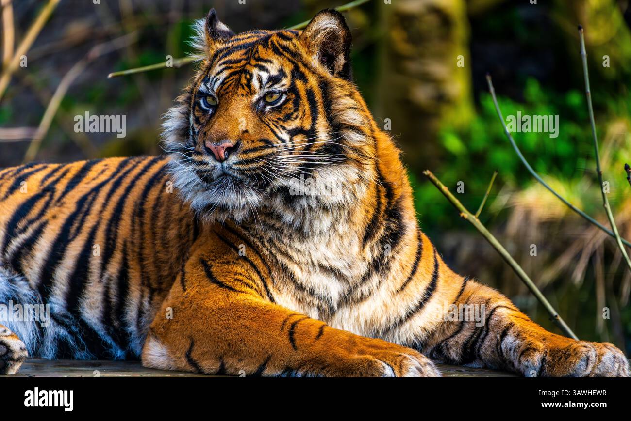 A Sumatran tiger (Panthera tigris sondaica) rests on a wooden platform ...
