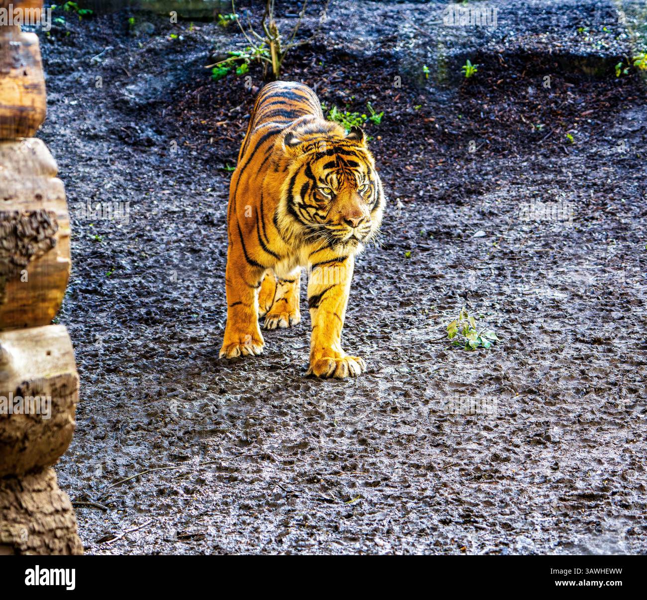 A Sumatran tiger (Panthera tigris sondaica) strides across damp, muddy ...