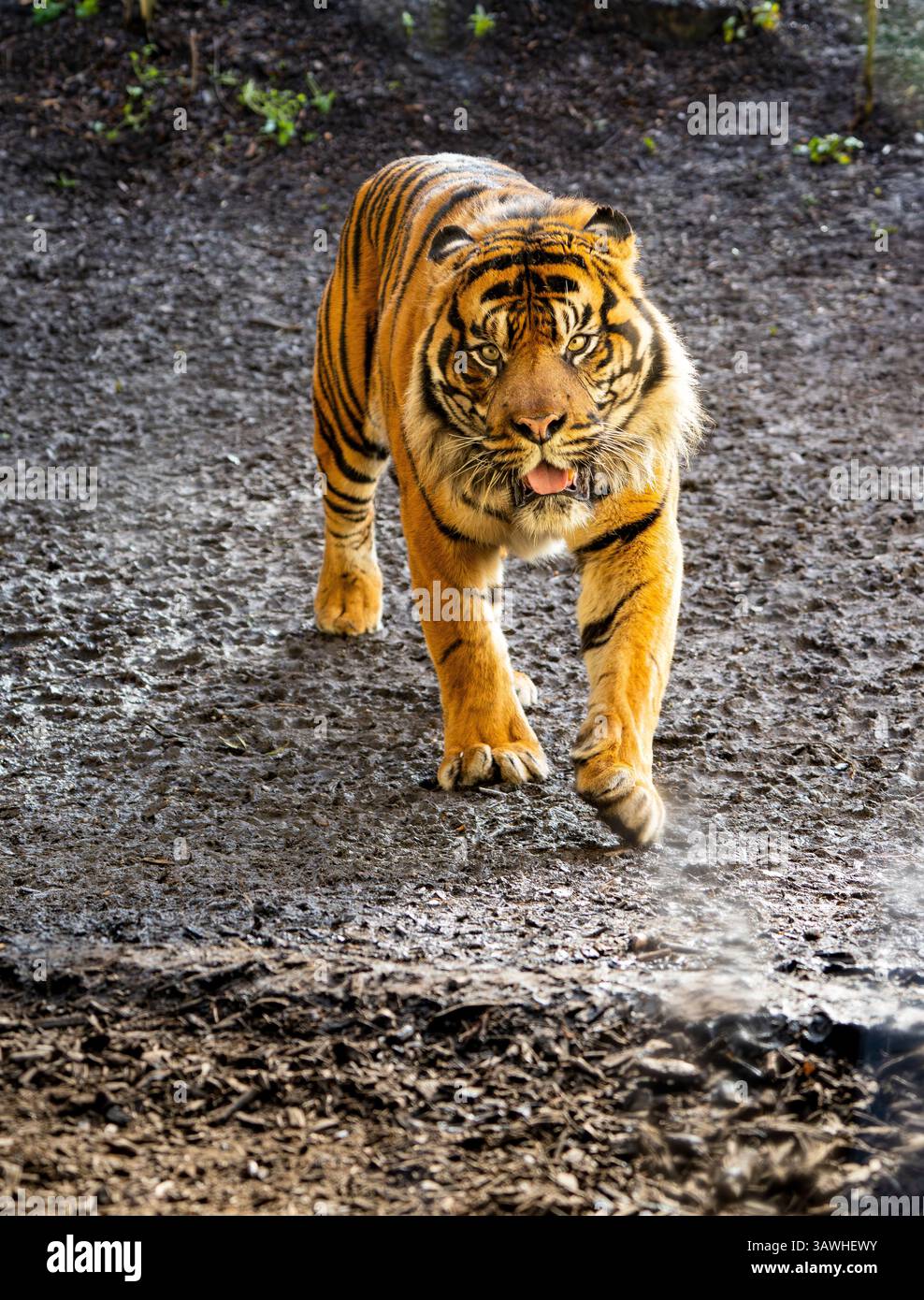 A Sumatran tiger (Panthera tigris sondaica) strides across damp, muddy ...