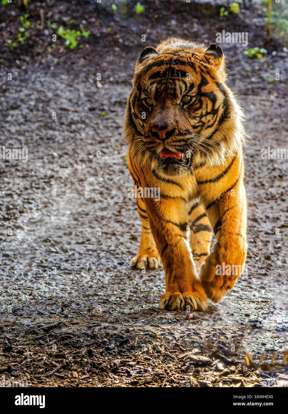 A Sumatran tiger (Panthera tigris sondaica) treads across damp earth ...