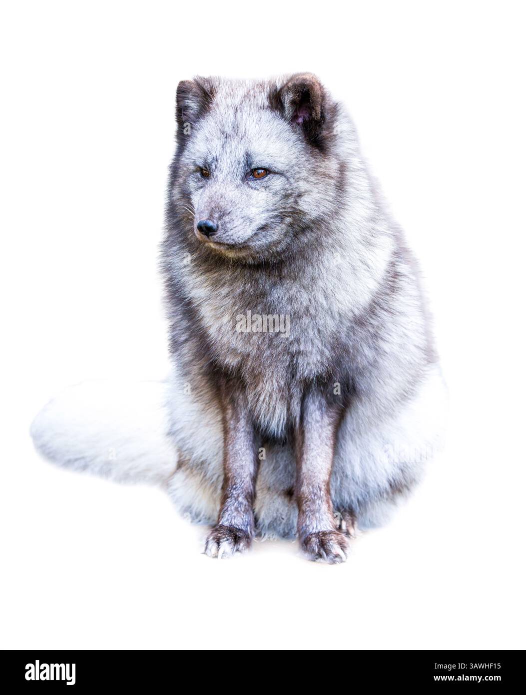 Mesmerizing eyes Cut Out Stock Images & Pictures - Alamy