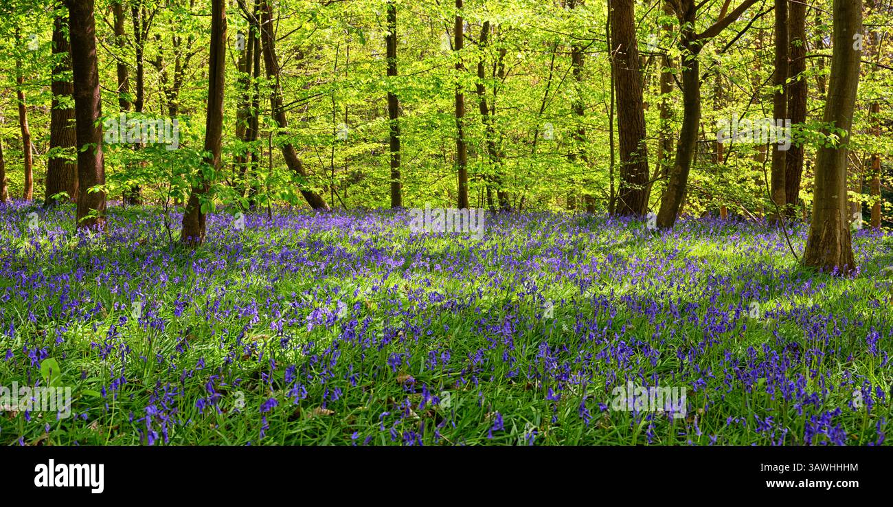 Hole Park Rolvenden Kent UK Stock Photo - Alamy