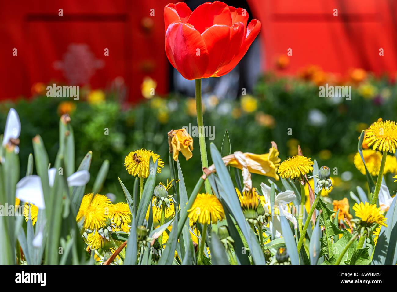 Floral : A Vibrant Spring Garden Stock Photo - Alamy