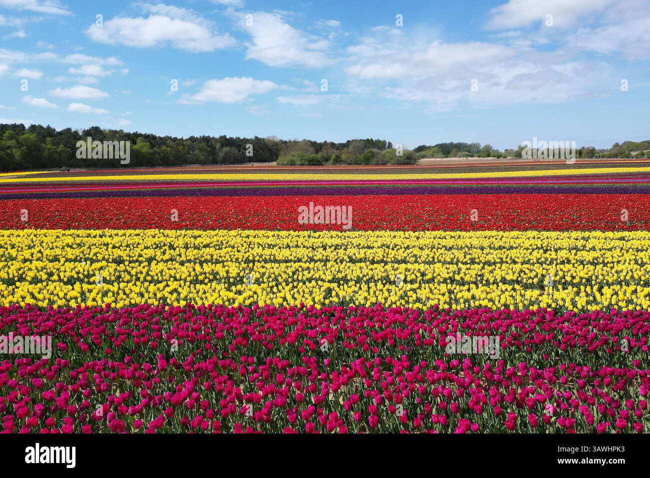 A field of tulips comes into colour near King's Lynn in Norfolk, ahead ...