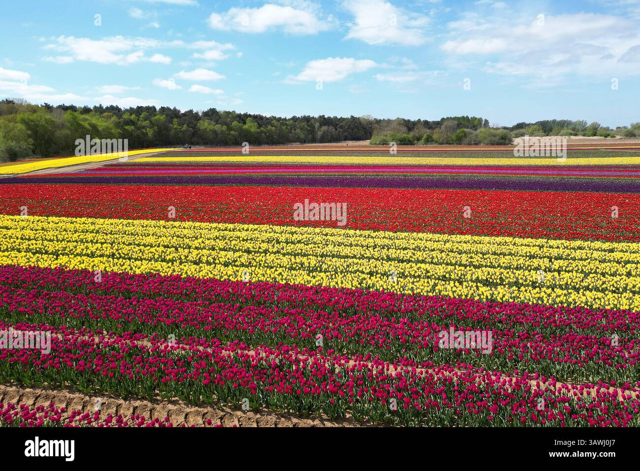 A field of tulips comes into colour near King's Lynn in Norfolk, ahead ...