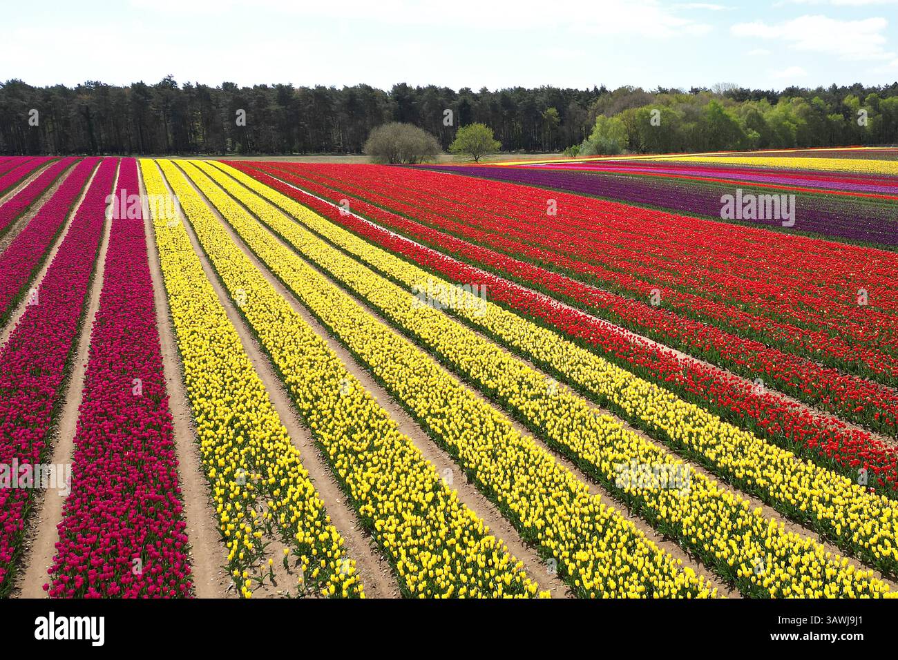 A field of tulips comes into colour near King's Lynn in Norfolk, ahead ...