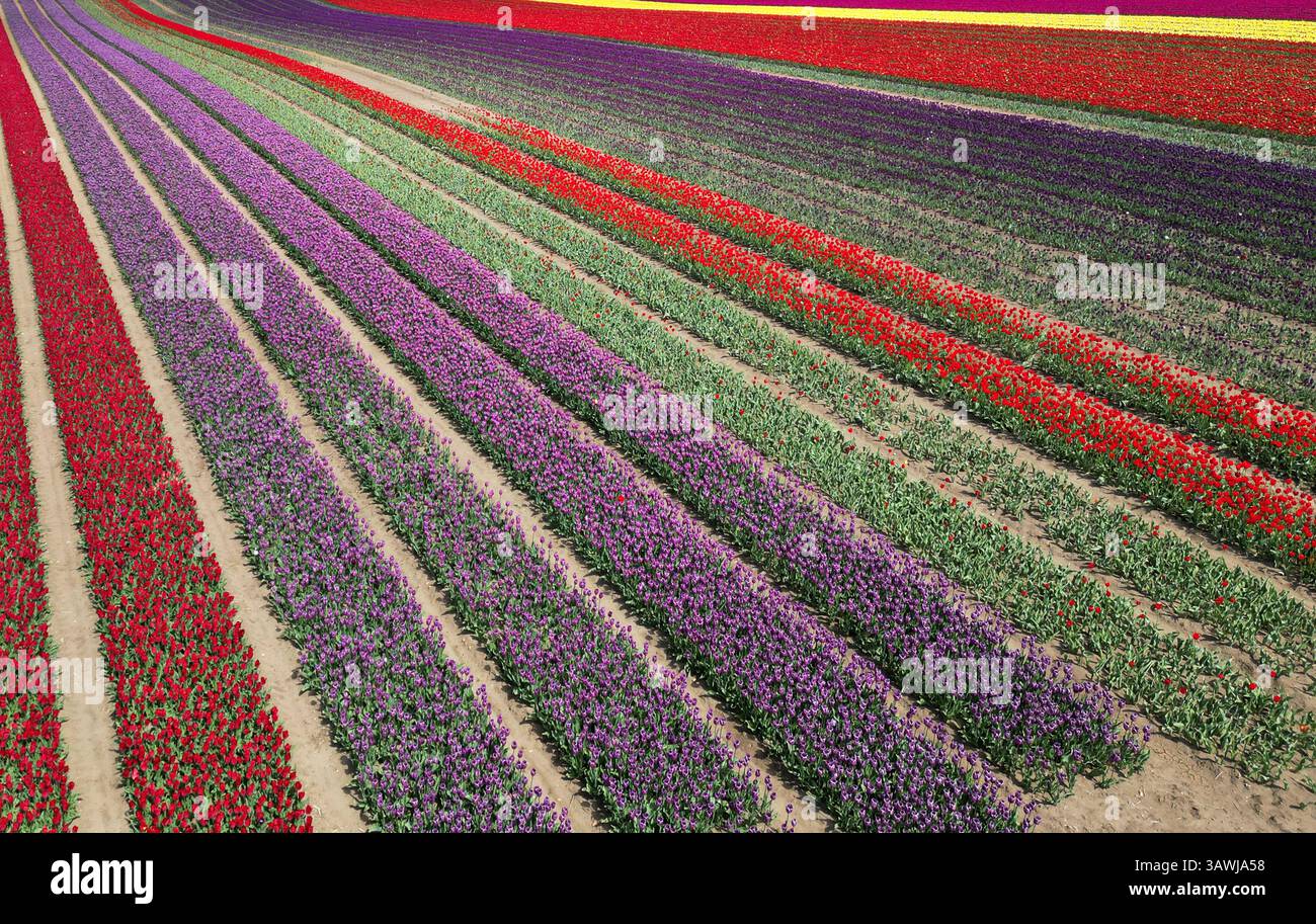 A field of tulips comes into colour near King's Lynn in Norfolk, ahead ...