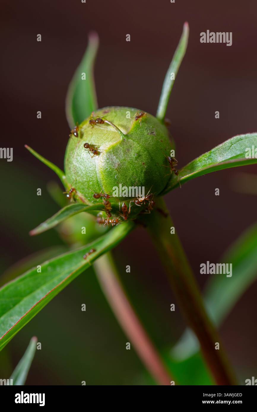 Symbiotic insects hi-res stock photography and images - Alamy
