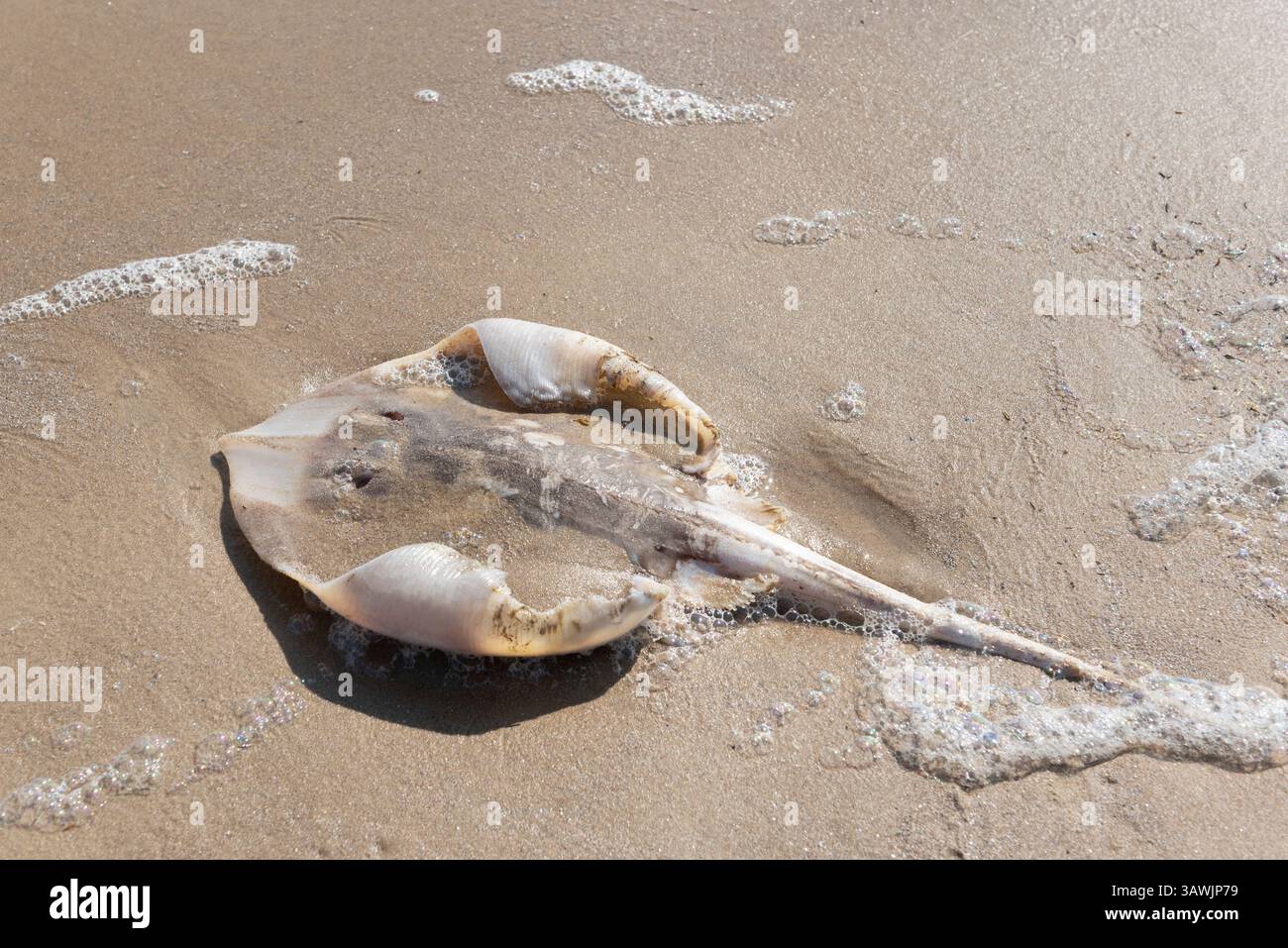 Carcass of stingray on sandy beach Stock Photo - Alamy
