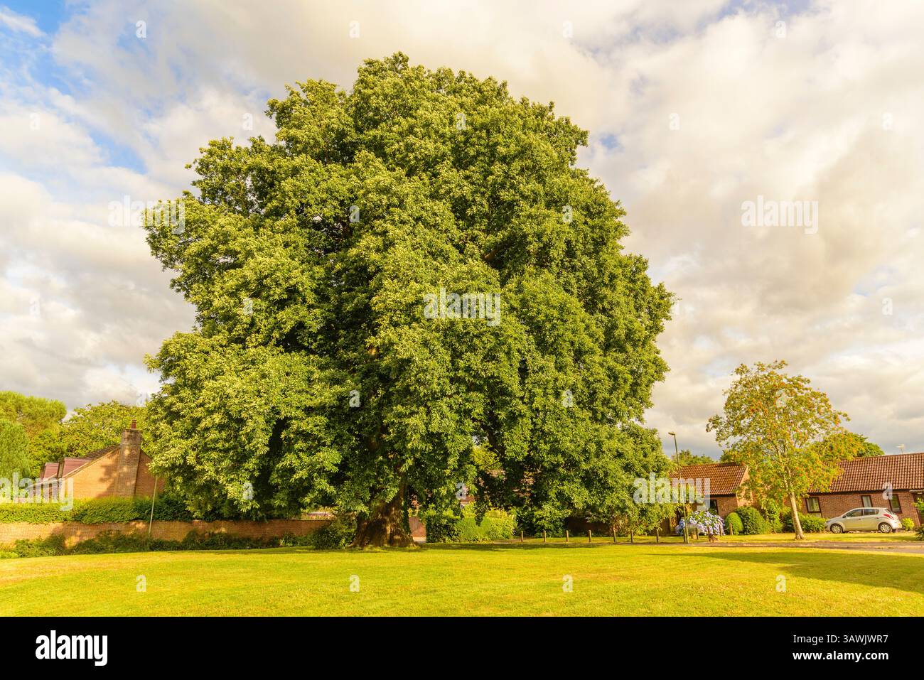 Turkey Oak or Austrian Oak (Quercus cerris) in urban setting in UK ...