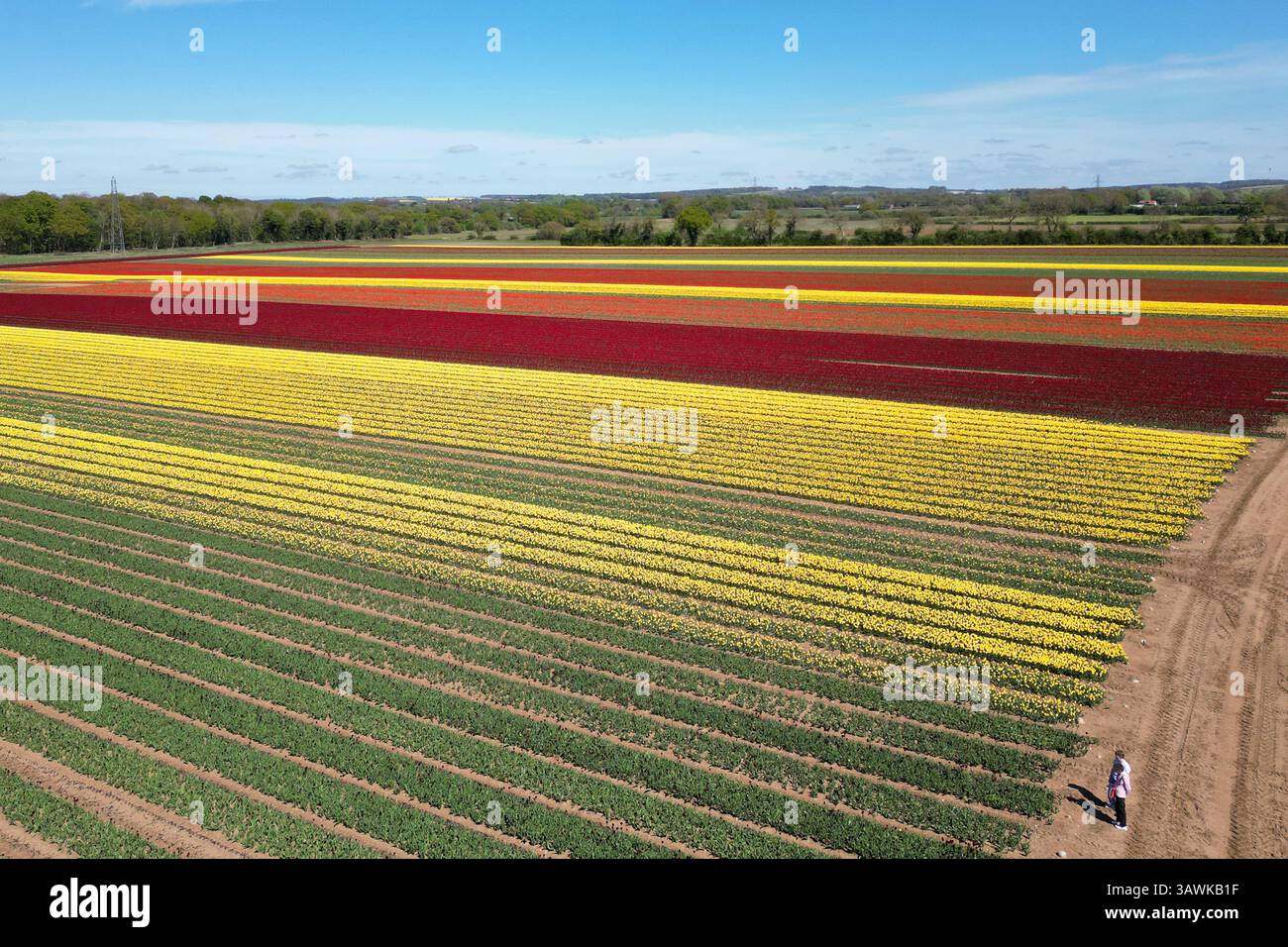 People admire a field of tulips as it comes into colour near King's ...