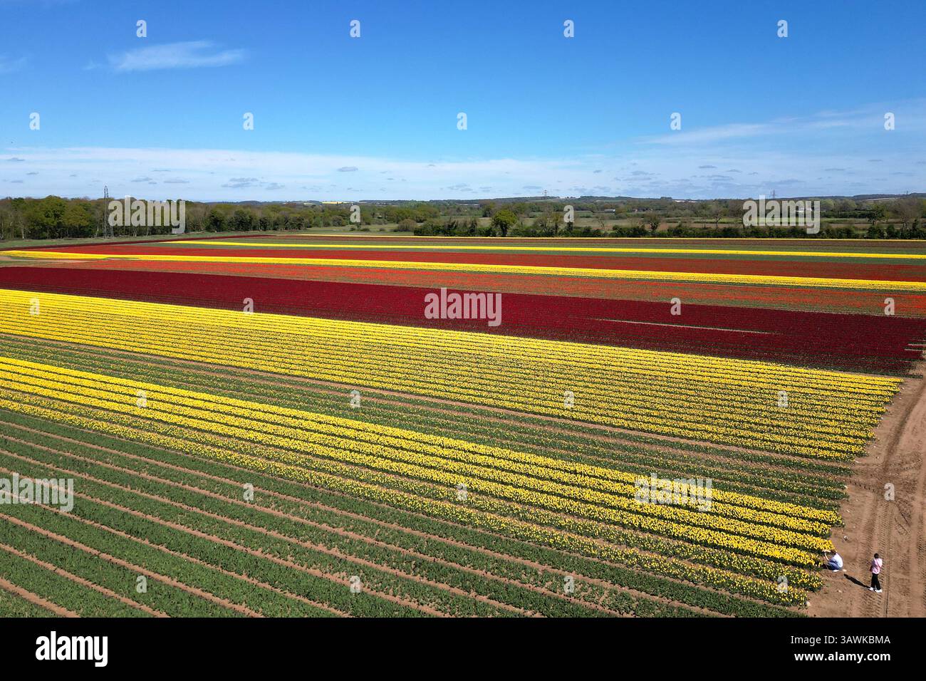 People take photos in a field of tulips as it comes into colour near ...