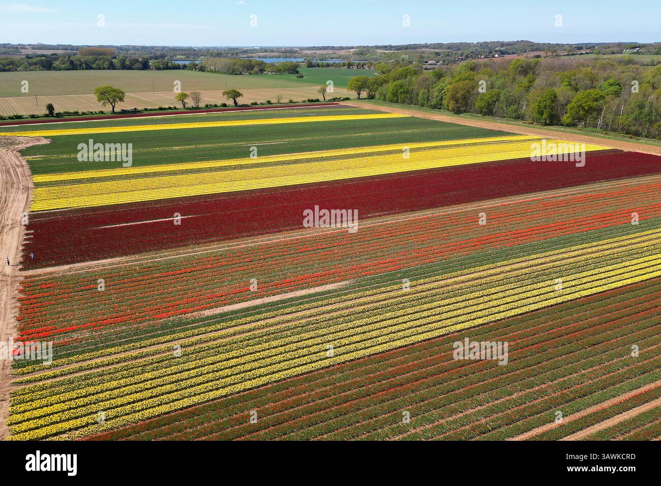People take photos in a field of tulips as it comes into colour near ...
